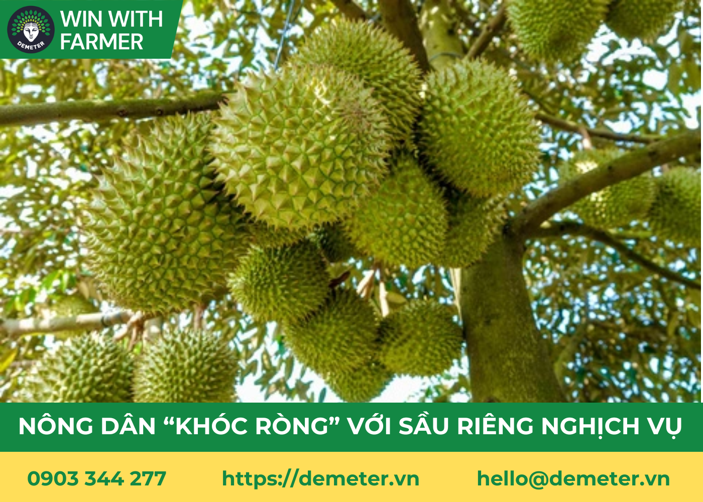 DEMETER - "Khóc ròng" với sầu riêng nghịch vụ